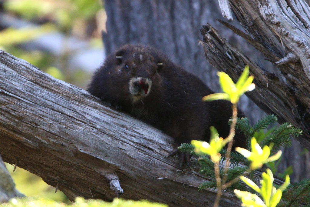 Vancouver Island Marmot in June 2023 by Liam Ragan. 3 to 4 adults ...