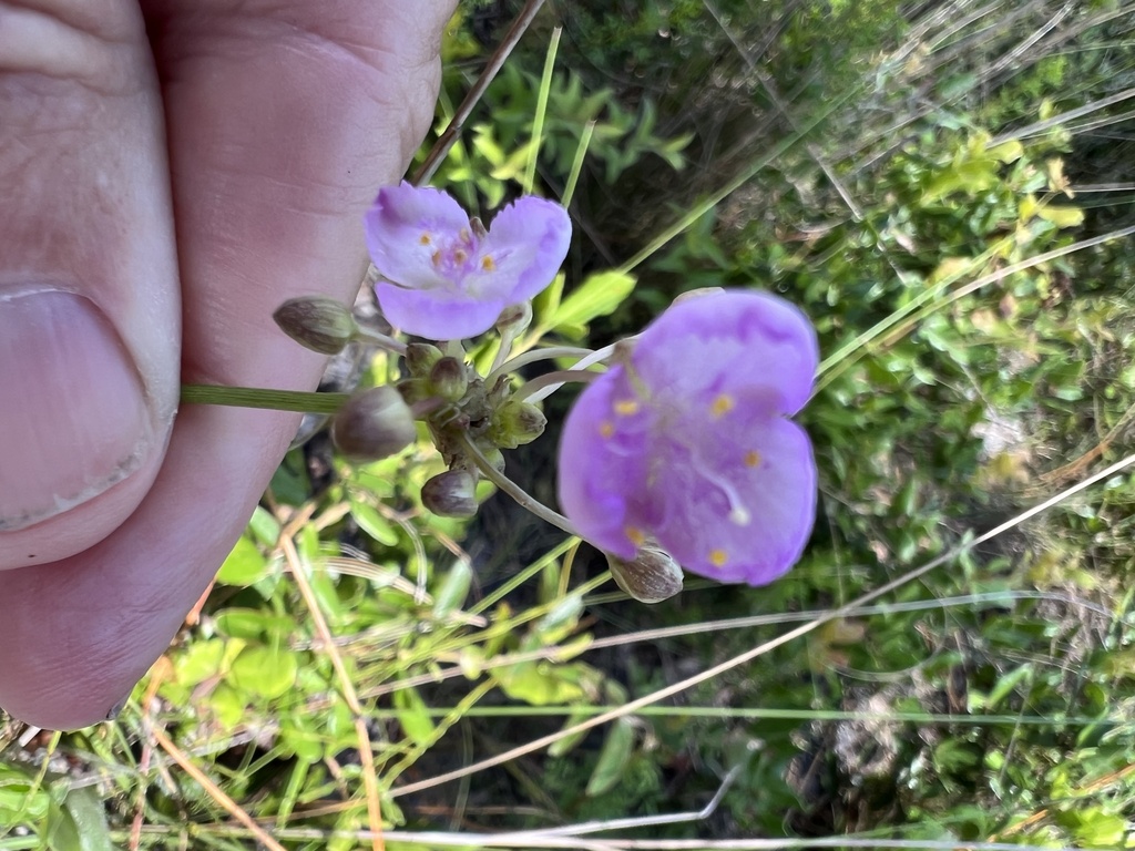 Scrub roseling from Jonathan Dickinson State Park, Hobe Sound, FL, US ...
