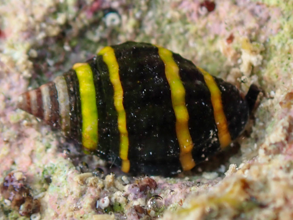 Bumblebee Snail from Reef Flat, Eneko, Majuro Atoll, RMI on June 23 ...