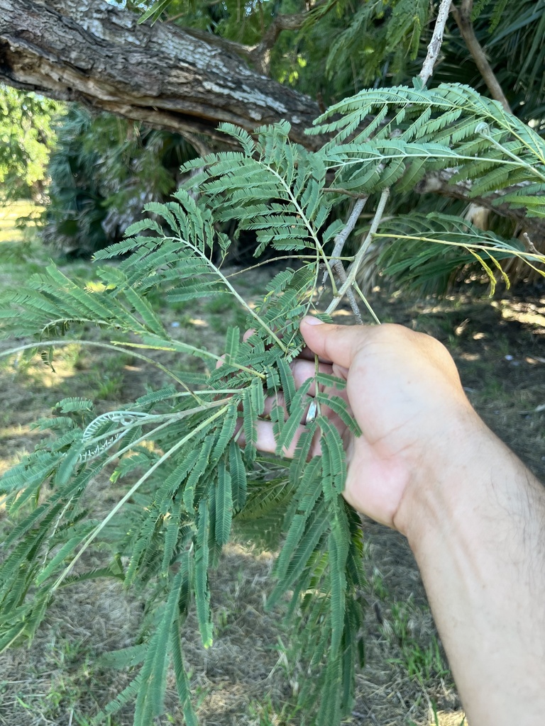 great leadtree from La Posada Dr, Brownsville, TX, US on June 26, 2023 ...