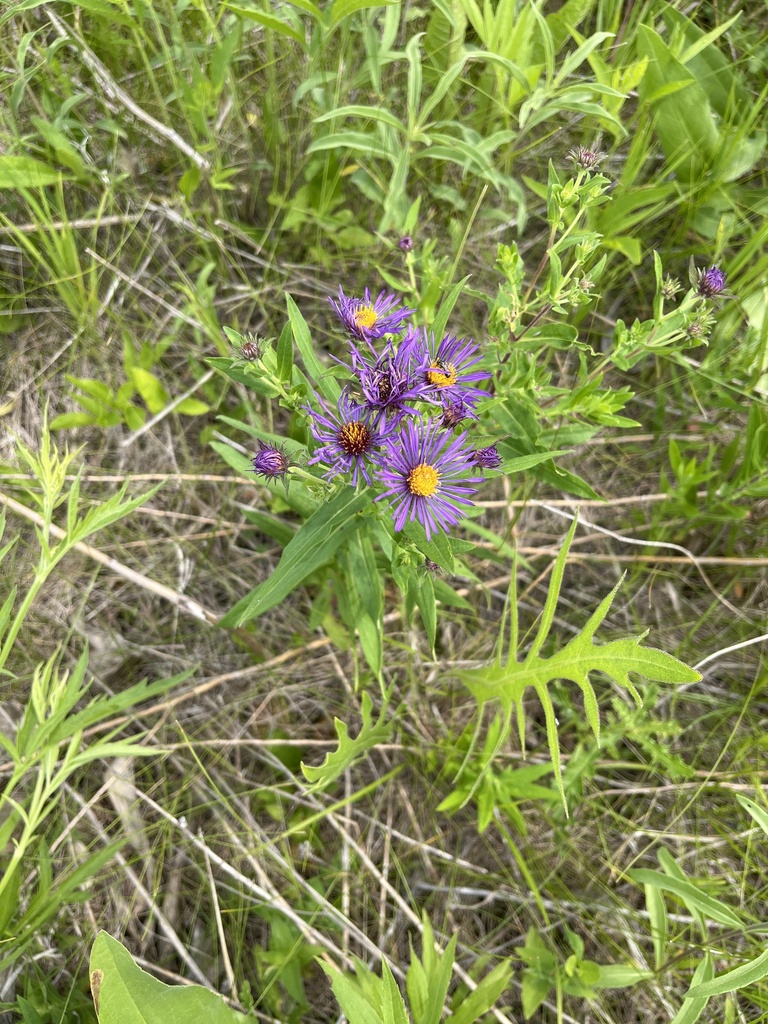 New England aster from I-29 N, Brookings, SD, US on June 26, 2023 at 03 ...