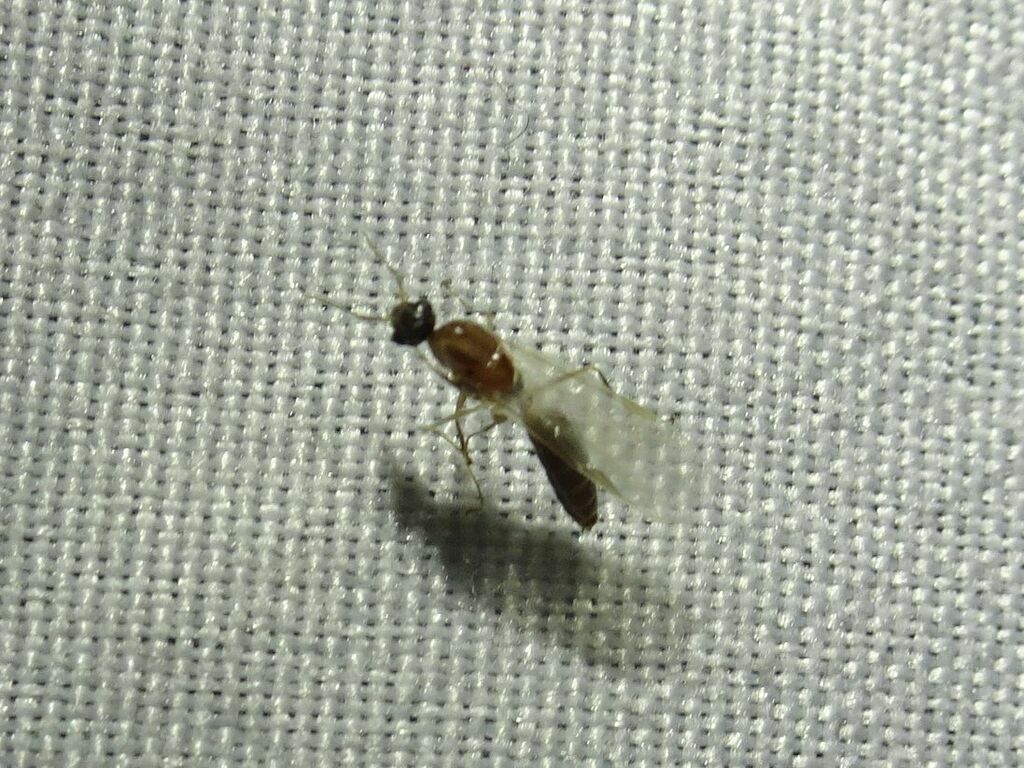 Colobopsis truncata from Home on June 25, 2023 at 11:03 PM by Thomas ...