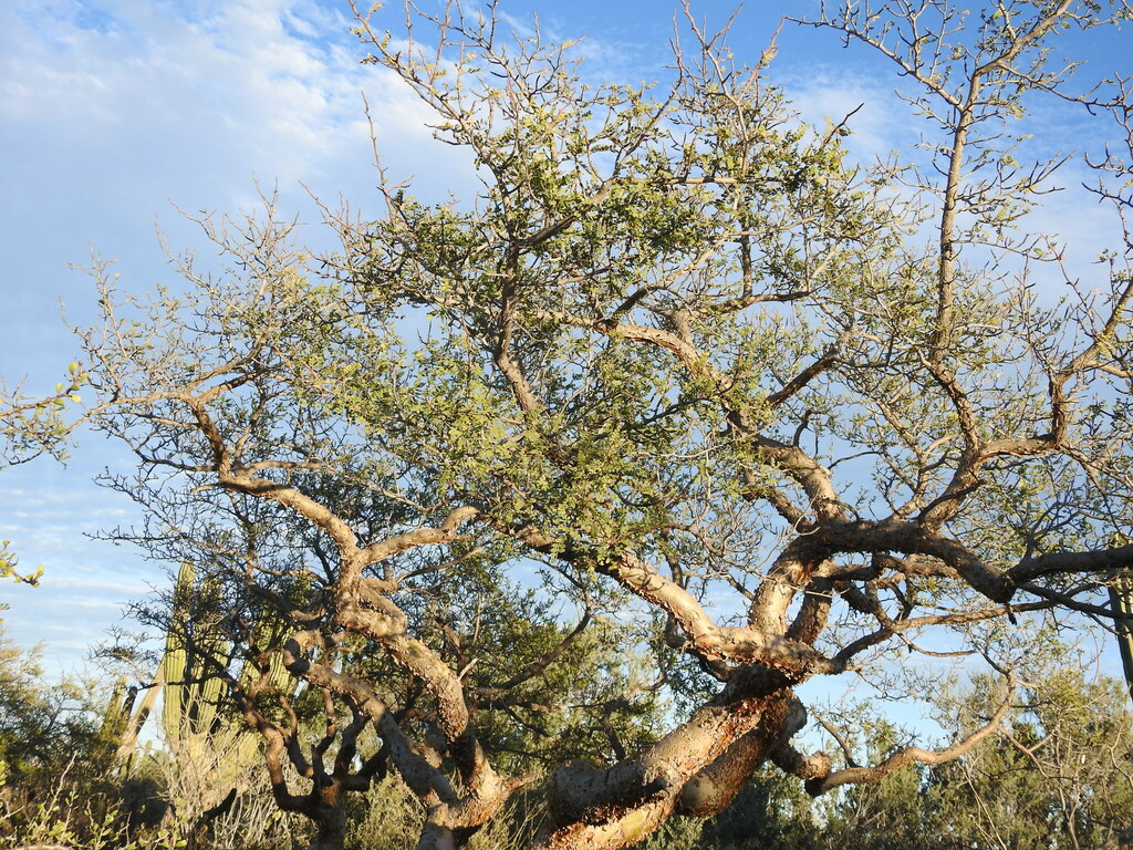 Bursera exequielii in February 2023 by kiksalinas-anapri · iNaturalist