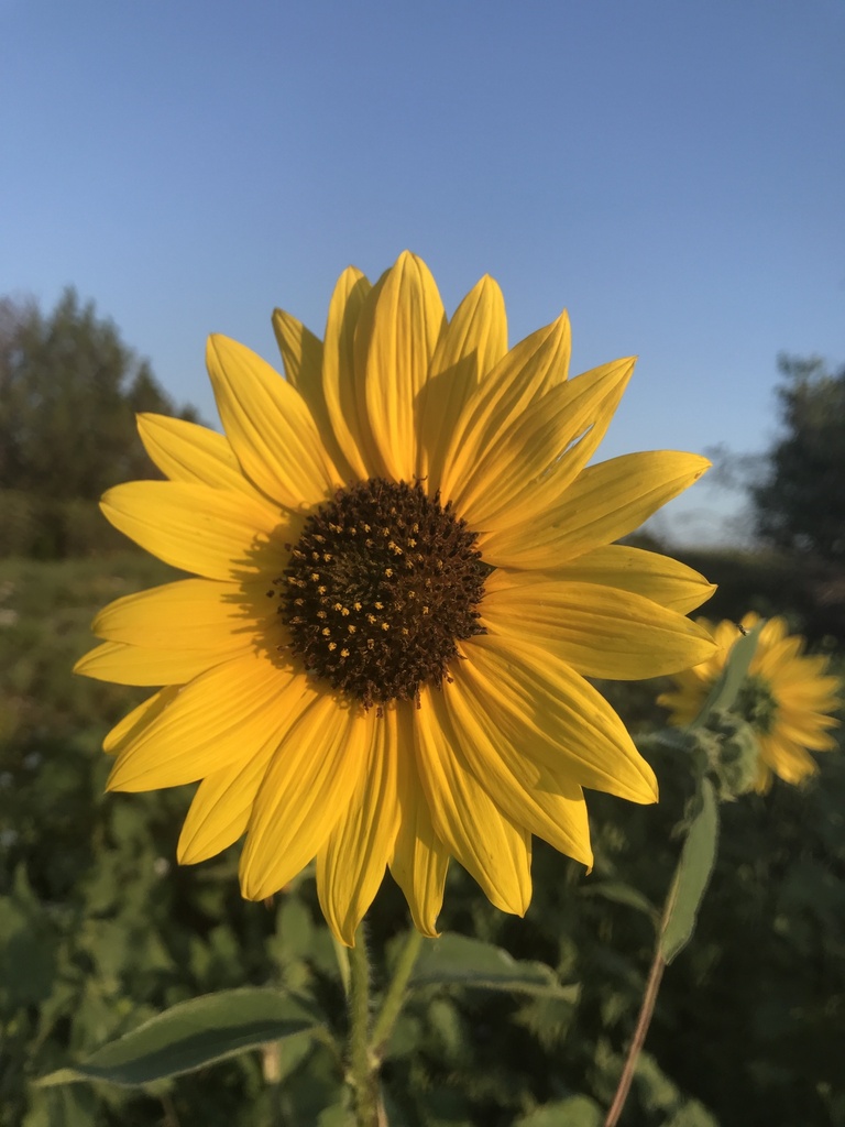 Common Sunflower from Roman Nose State Park, Watonga, OK, US on June 19 ...