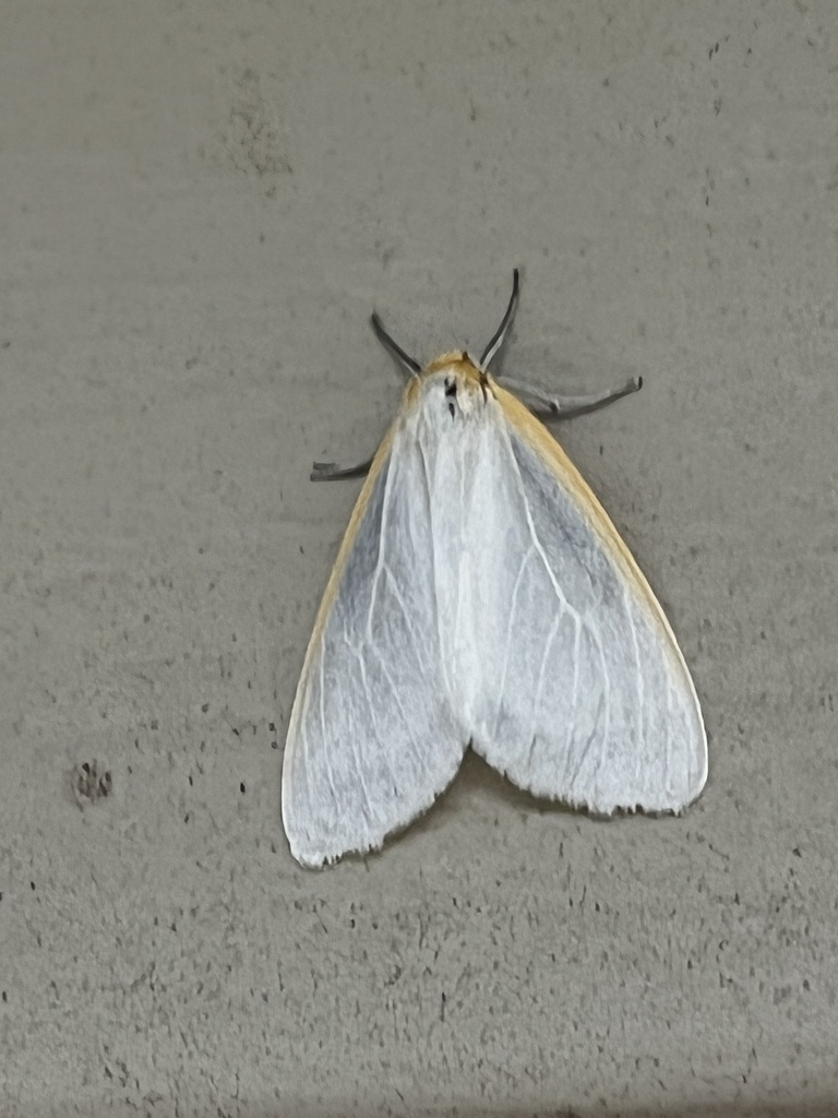 Delicate Cycnia Moth from Middletown Rd, Freeland, MD, US on June 26 ...