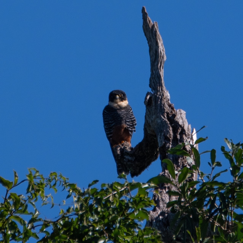 Bat Falcon from Reserva Natural El Puente Verde / Aves Argentinas on ...