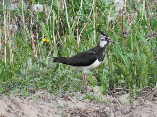 Observations by maribirds · iNaturalist