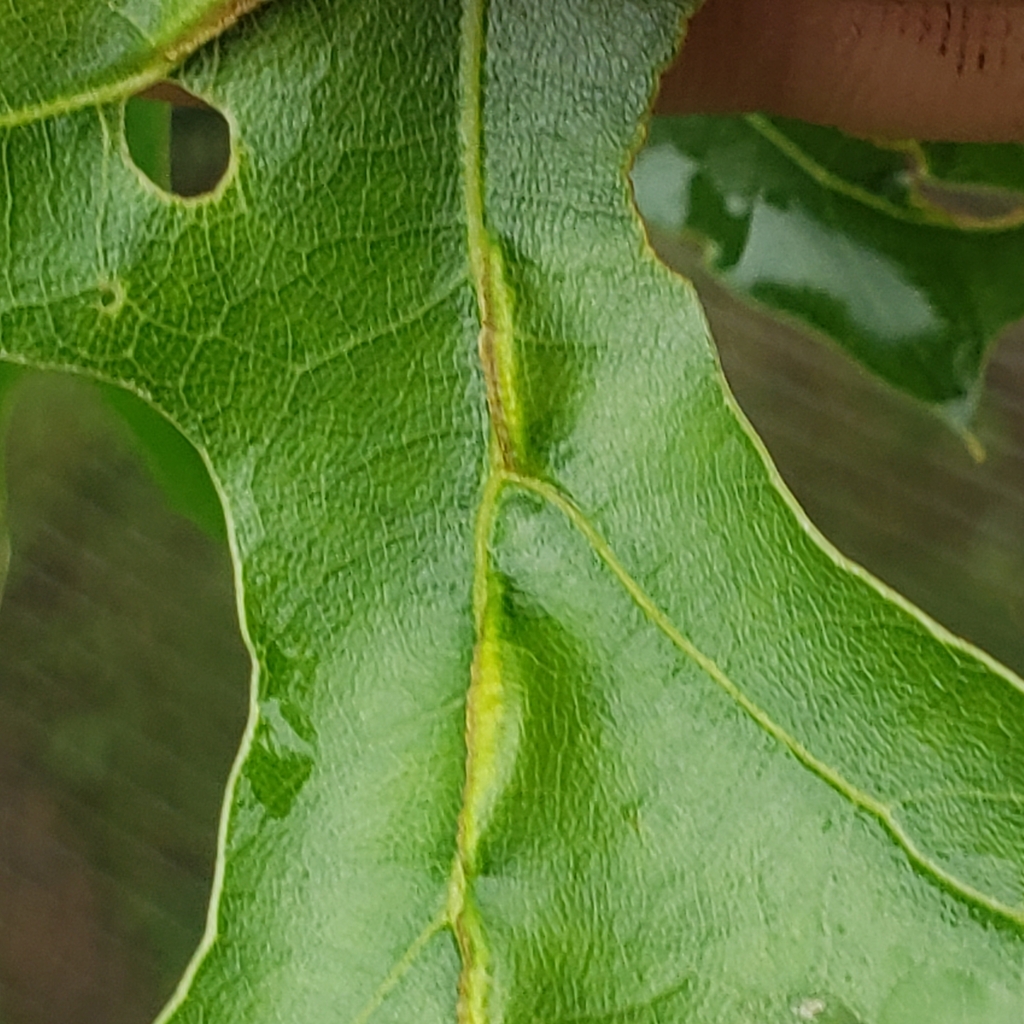 Oak Vein Pocket Gall Midge from Woodcock Township, PA, USA on June 26 ...