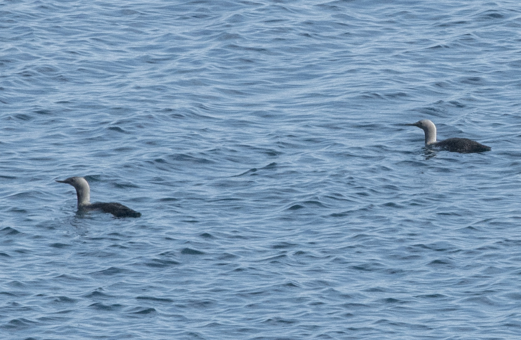 Red-throated Loon from Shetland Islands, UK on June 15, 2023 at 04:21 ...