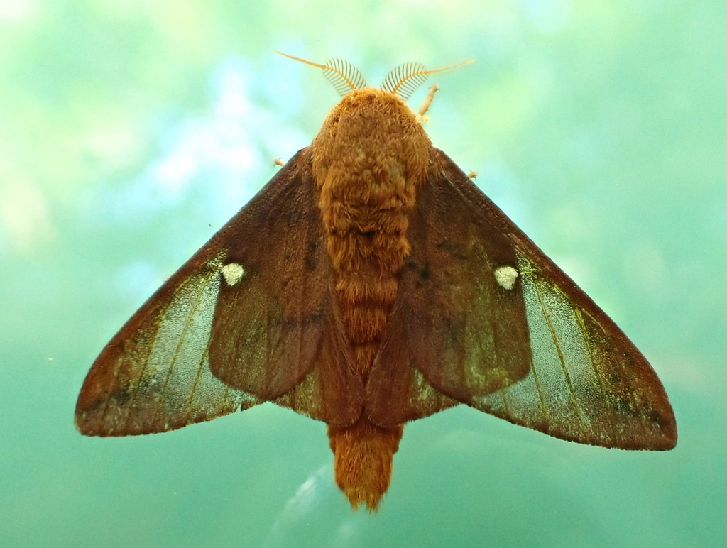 Pink-striped Oakworm Moth from Silverleaf Terrace, Richmond, VA 23236 ...