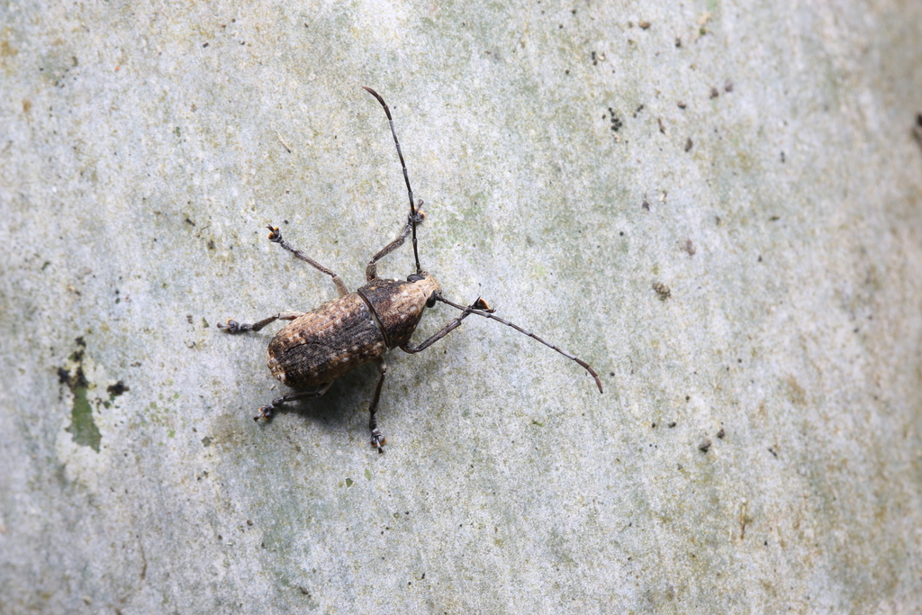 Phloeobius from Fuzhou, CN-FJ, CN on June 24, 2023 at 09:35 PM by ...