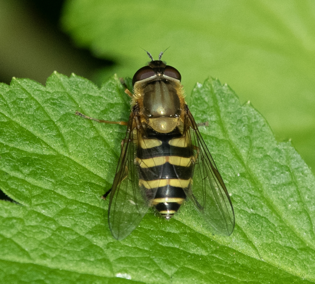 Common Flower Fly from Lerwick, Shetland ZE1, UK on June 16, 2023 at 06 ...