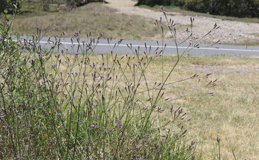 purpletop vervain (Verbena incompta) - Botanical Realm