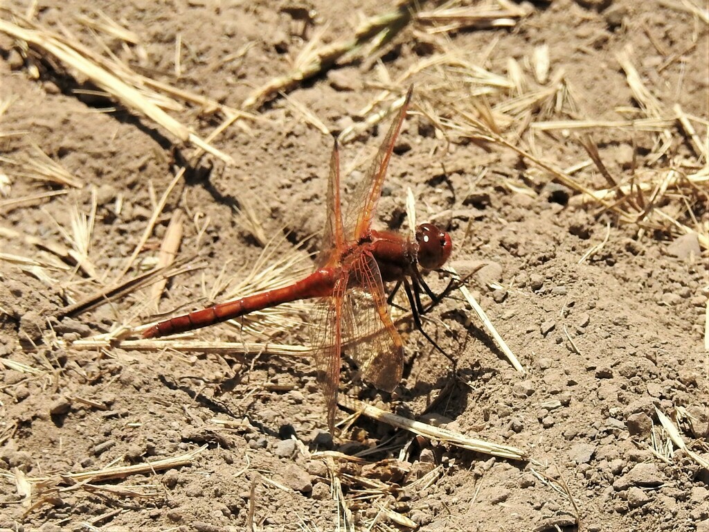 Red-veined Meadowhawk from Rift Zone Trail, California, USA on June 26 ...