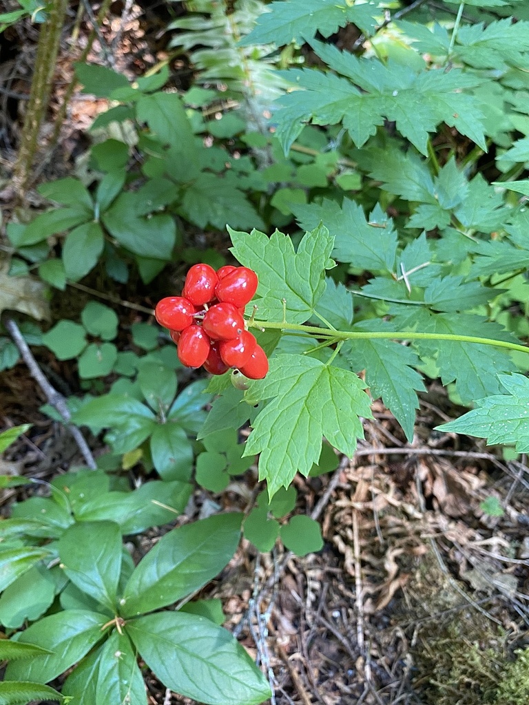red baneberry from Estate Ln SW, Olympia, WA, US on June 25, 2023 at 03 ...