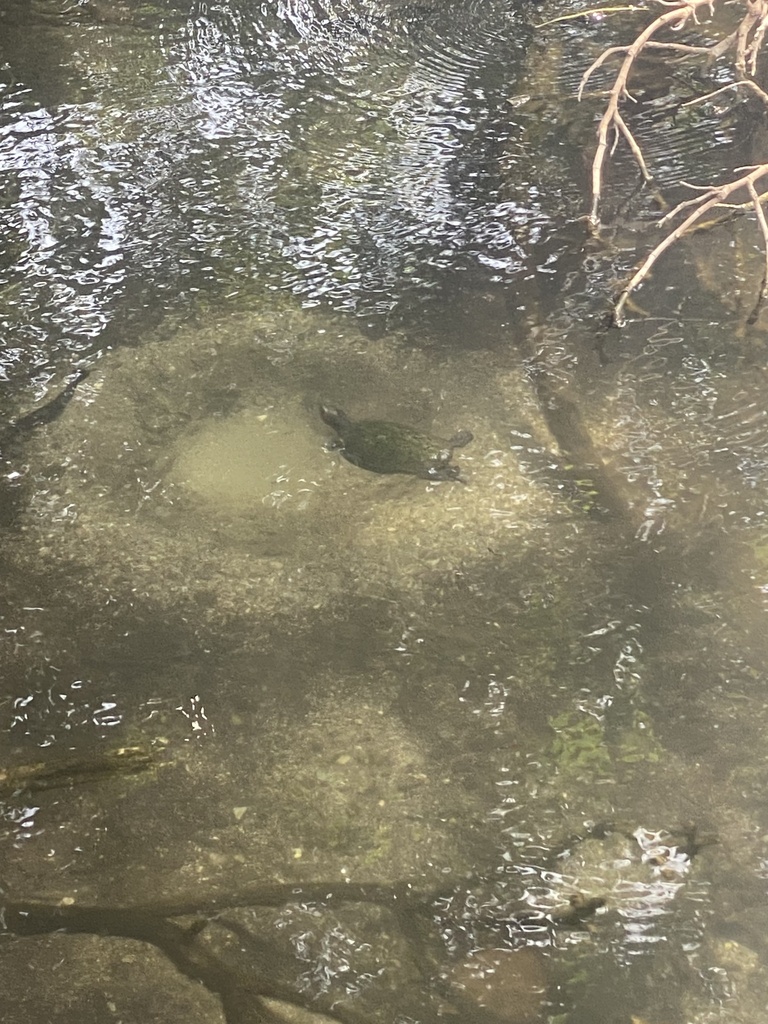 Pond Slider from Arikok National Park, Aruba, AW on June 26, 2023 at 03 ...