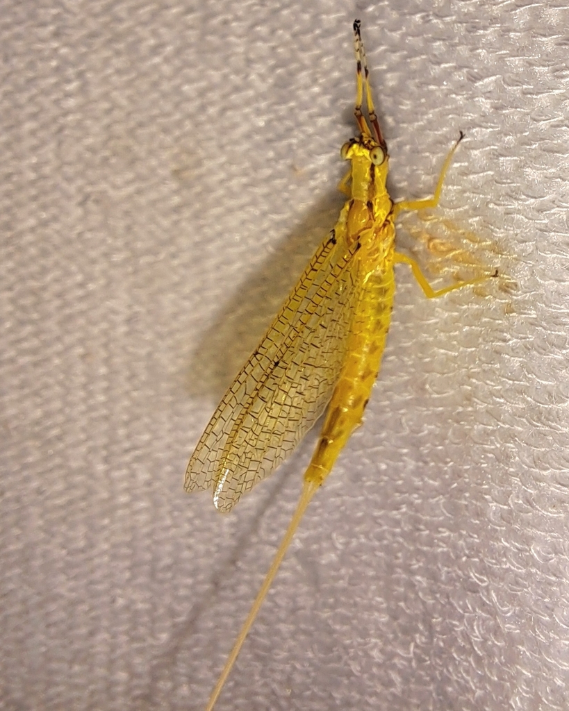 Giant Mayfly from St. Landry County, US-LA, US on June 25, 2023 at 09: ...