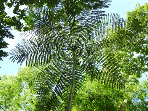 STRI Research Portal Detailed Collection Record Information