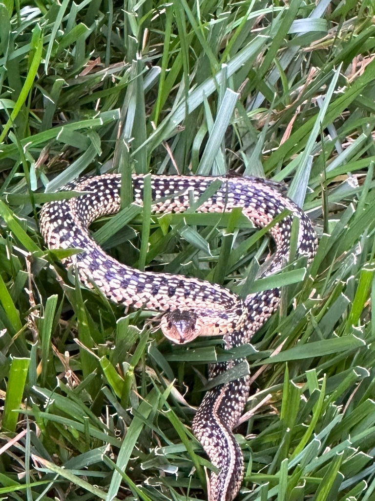 Common Garter Snake from Plaza America, Reston, VA, US on June 26, 2023 ...