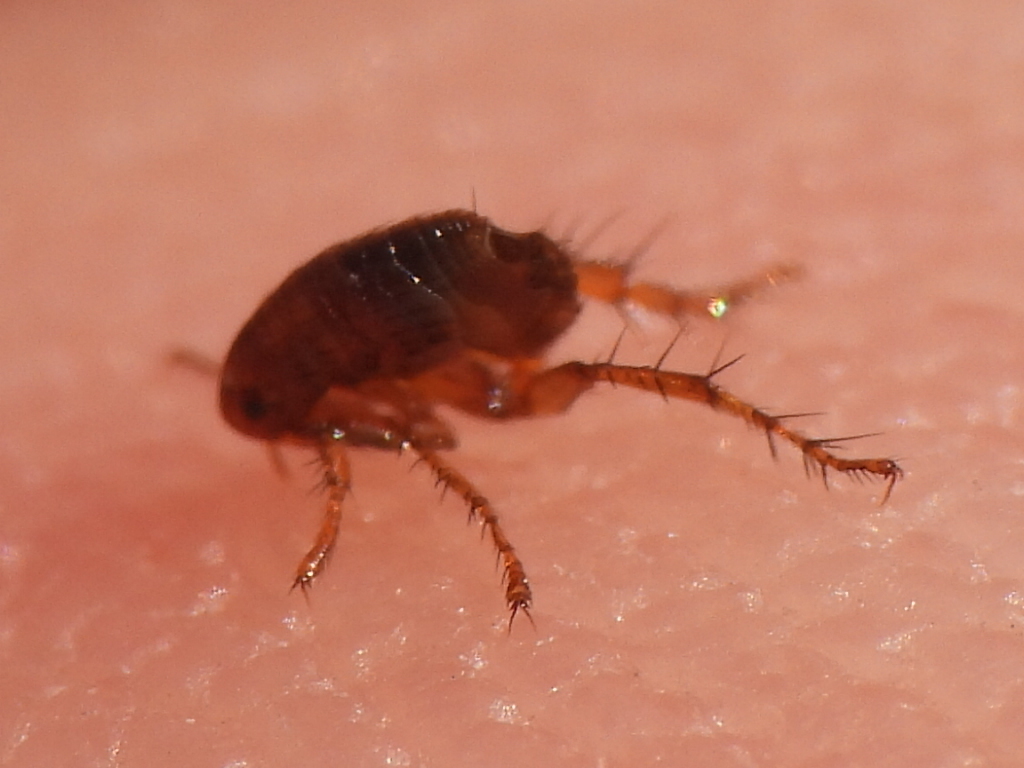 Fleas from Fort Worth, TX, USA on June 26, 2023 at 05:26 PM by Sam ...