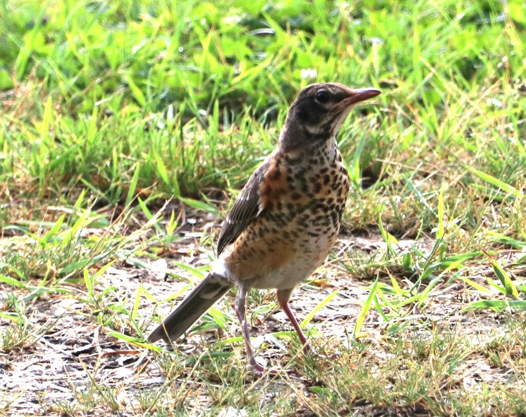 American Robin from St. Catharines, ON, Canada on June 25, 2023 at 08: ...