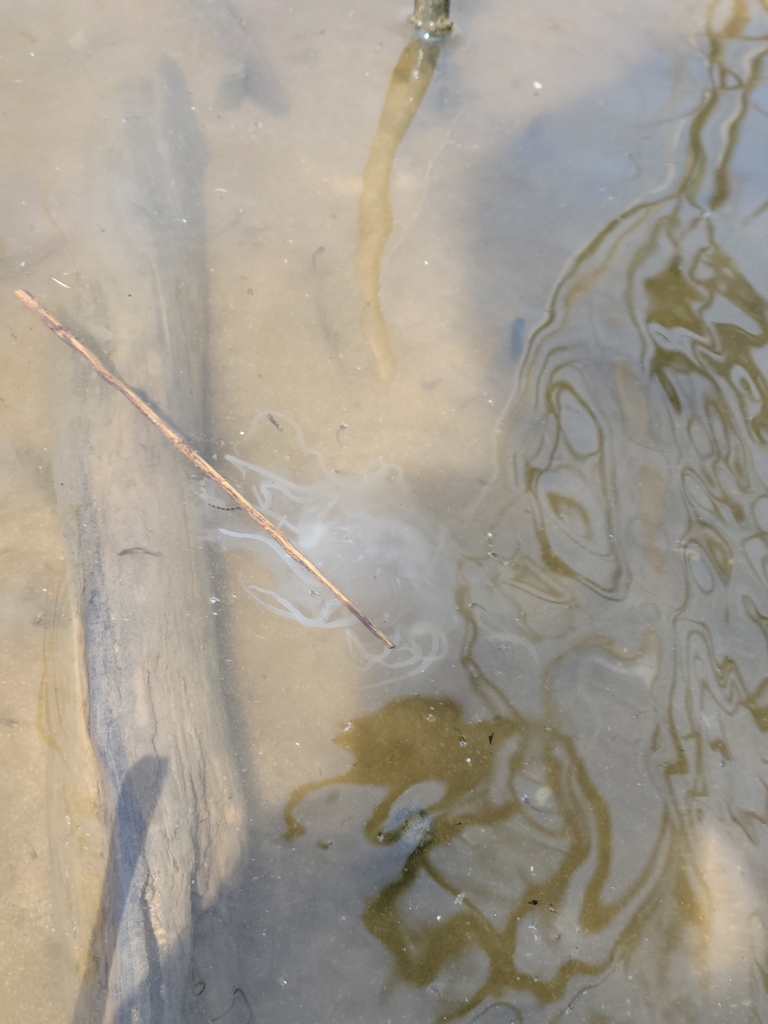 Bay Nettle from King George, VA 22485, USA on June 26, 2023 at 10:15 AM ...