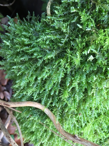 Flat Neckera (Alleniella complanata) · iNaturalist