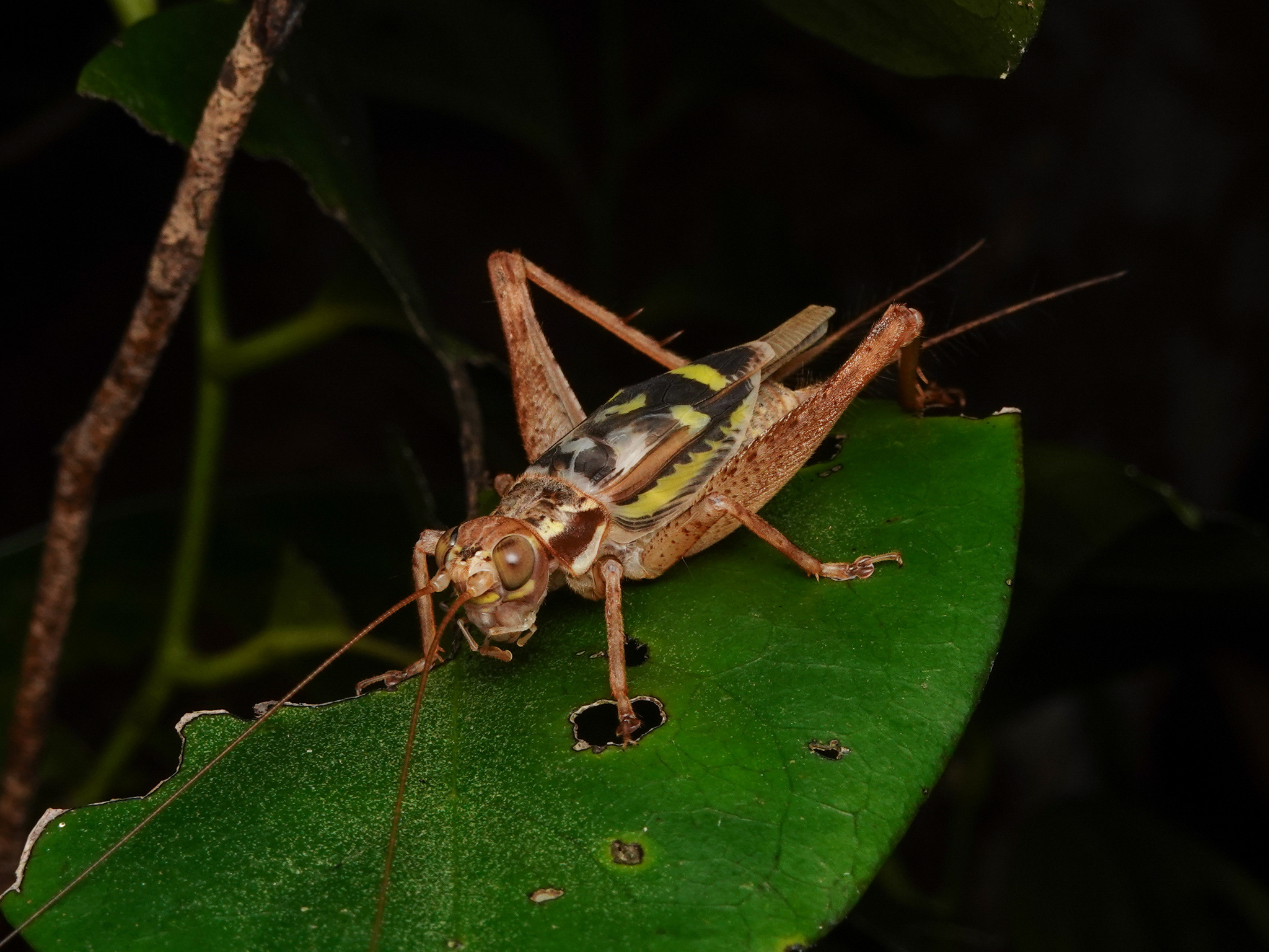 Gryllidae Family
