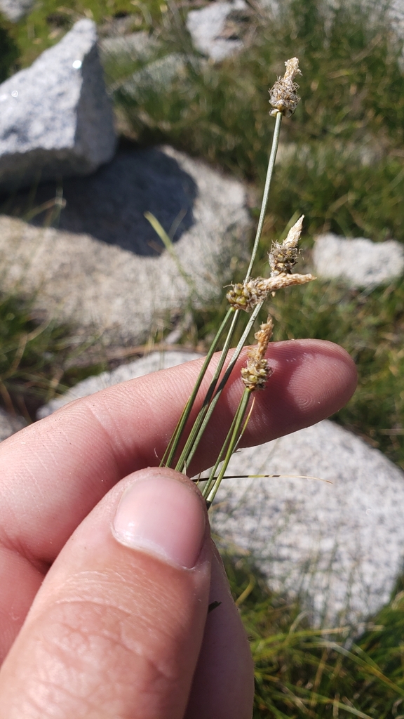 threadleaf sedge from Soda Springs, CA 95728, USA on June 25, 2023 at ...