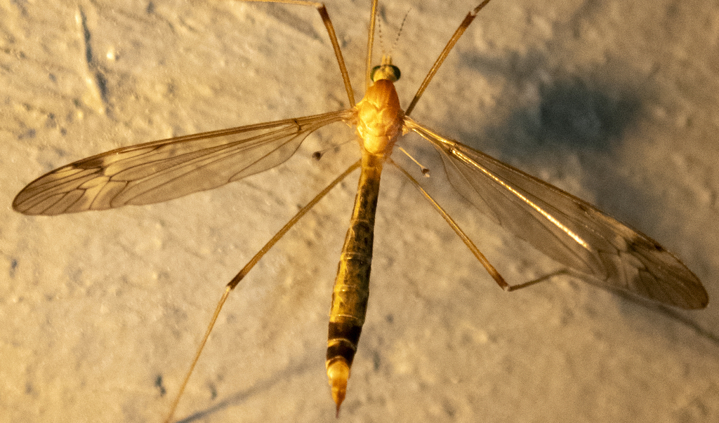 Tipulinae from Onondaga County, NY, USA on June 25, 2023 at 10:46 PM by ...