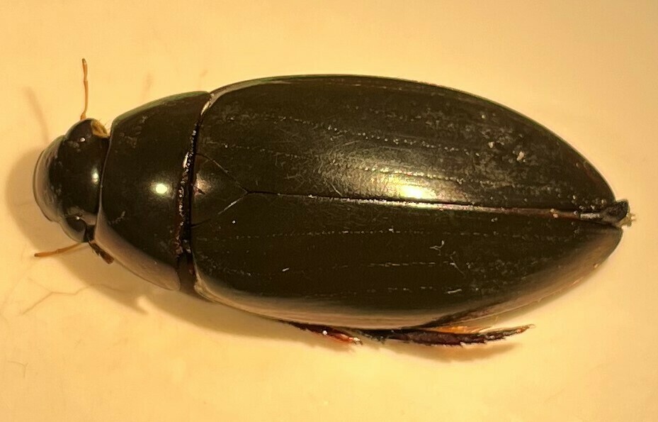 Giant Water Scavenger Beetle from Mills County, TX, USA on June 23 ...