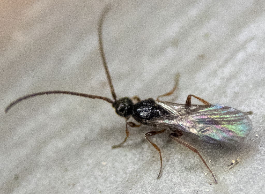 Diapriidae from Onondaga County, NY, USA on June 25, 2023 at 10:47 PM ...