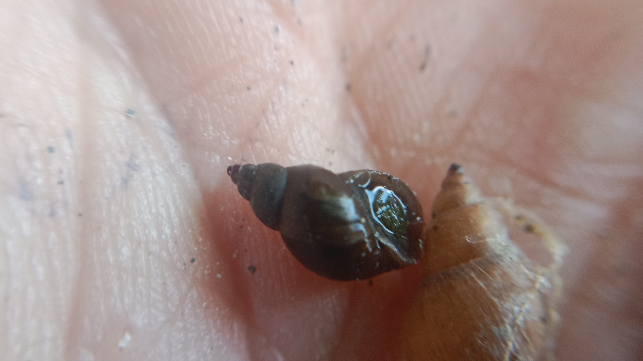 Galba truncatula (O.F.Müller, 1774)