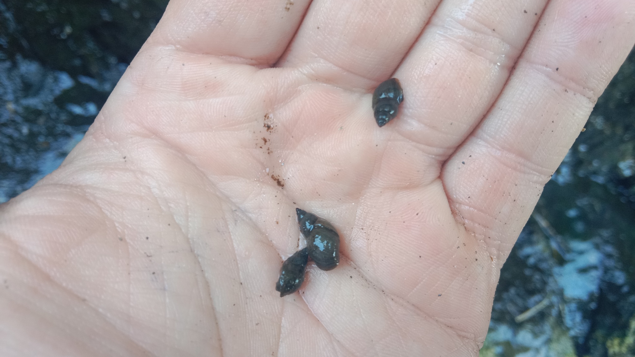 Galba truncatula (O.F.Müller, 1774)