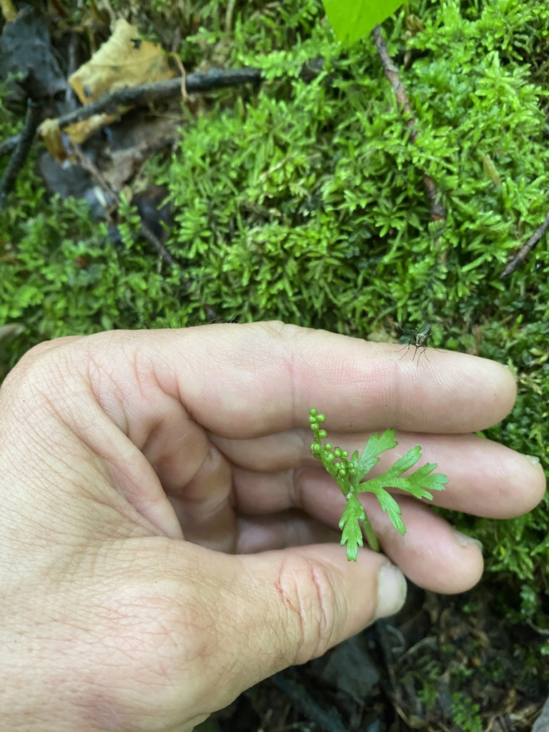 narrow triangle moonwort from Ottawa National Forest, Nisula, MI, US on ...
