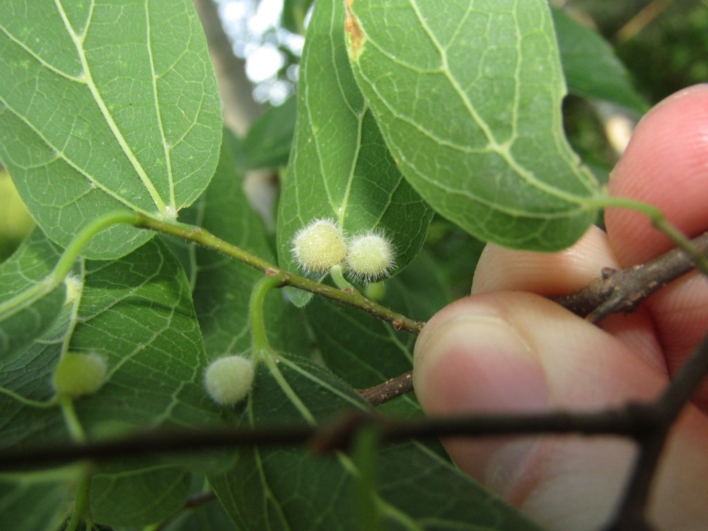 Hackberry Pubescent Gall Midge from South Plant, Houston, TX 77005, USA ...