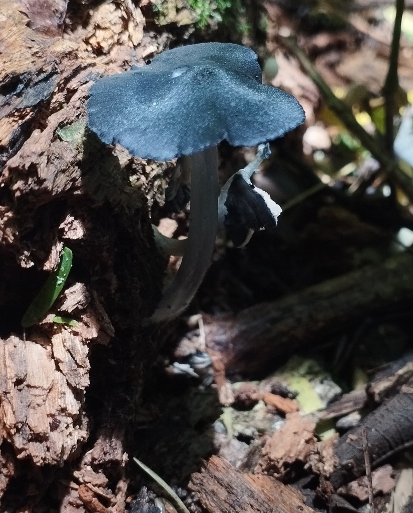 Cyanula from Bosque Escondido on June 26, 2023 at 11:05 AM by ...
