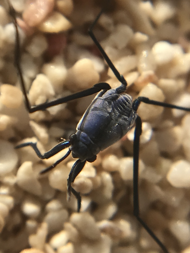 Halobates micans desde Grand Cayman, , Cayman Islands, KY el 22 de ...