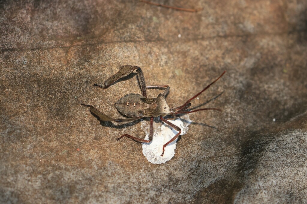 Giant leaf-footed bug from Davis Arboretum Auburn University Auburn ...