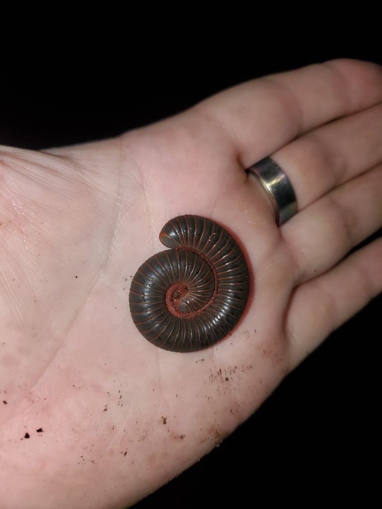 Ornate Millipedes from Bloomington, IN, USA on June 26, 2023 at 08:53 ...