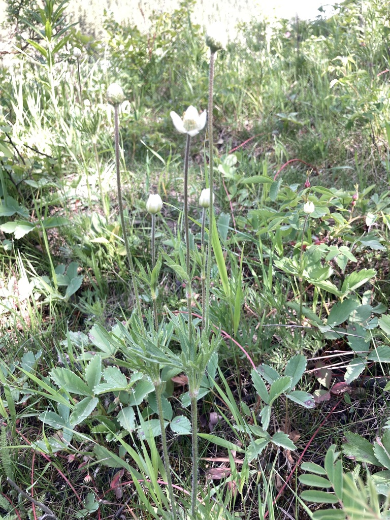 Cutleaf Anemone from Kananaskis, AB T0L, Canada on June 25, 2023 at 09: ...