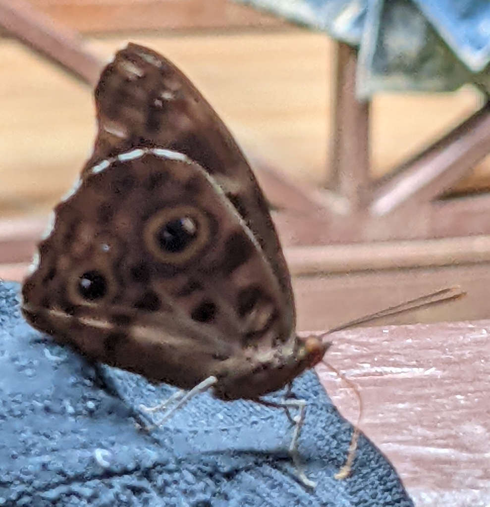 Shining Purplewing from Tiputini Biodiversity Station on June 21, 2023 ...
