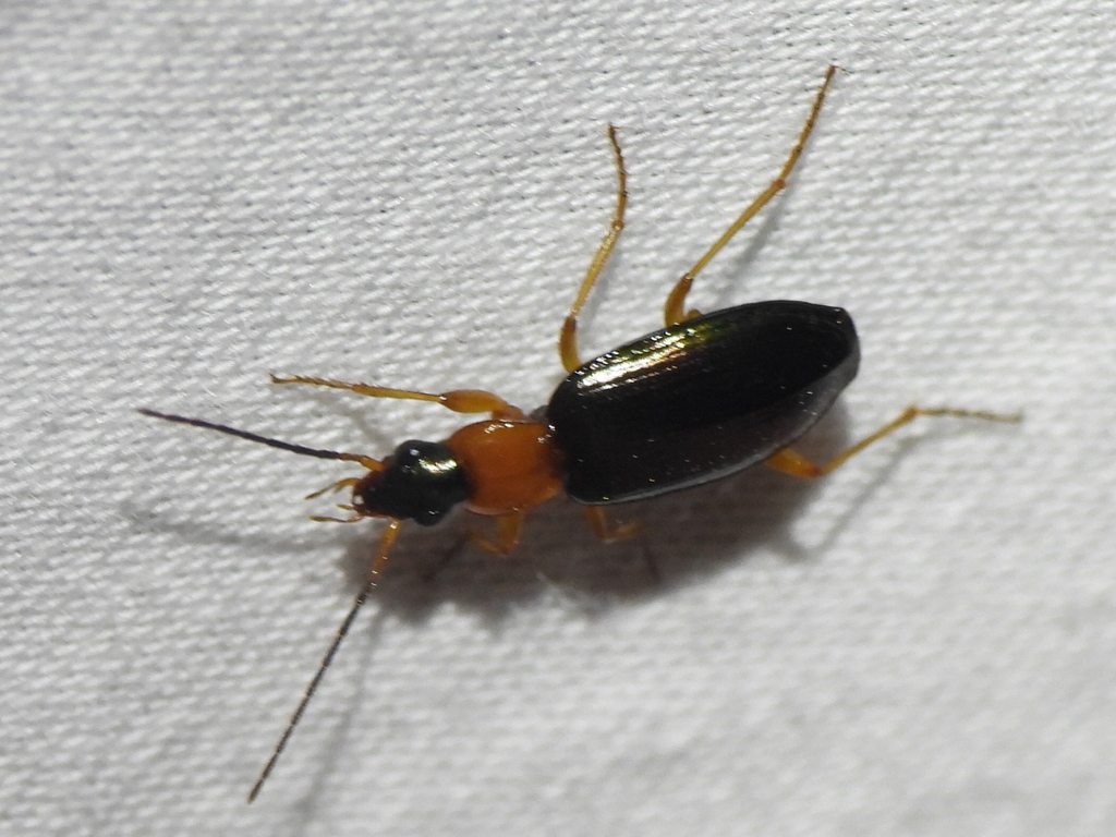Agonum decorum from Duncanville, TX, USA on June 25, 2023 at 10:51 PM ...