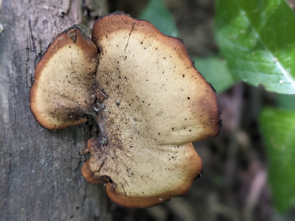 Blackfoot Polypore from Current Township, MO, USA on June 26, 2023 at ...