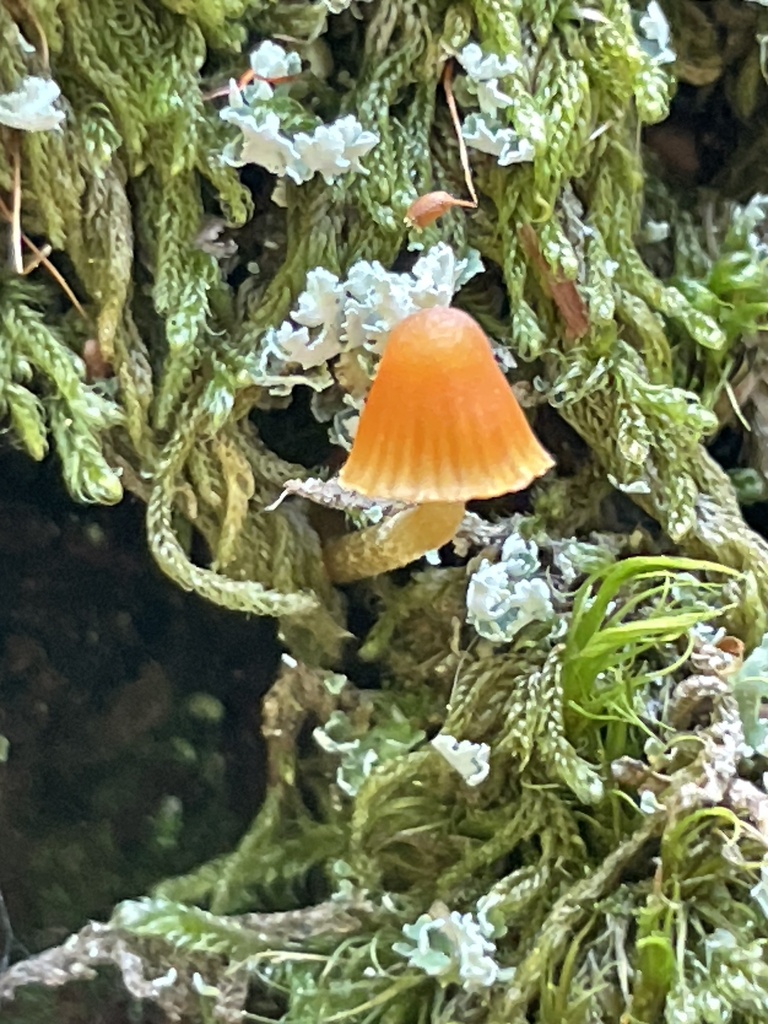 Galerina subcerina from Tinkham Rd, North Bend, WA, US on June 26, 2023 ...