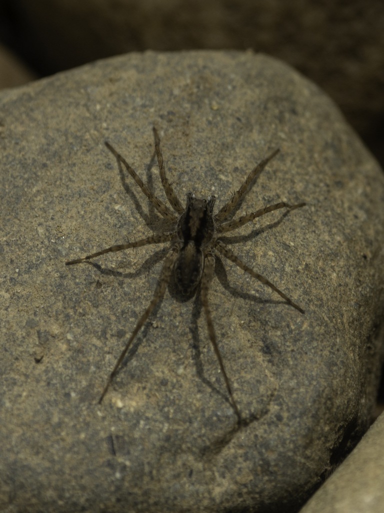 Shore Spider from Pickaway County, OH, USA on June 25, 2023 at 01:43 PM ...