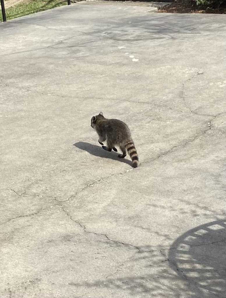 Common Raccoon from Jones College, Ellisville, MS, US on June 26, 2023 ...