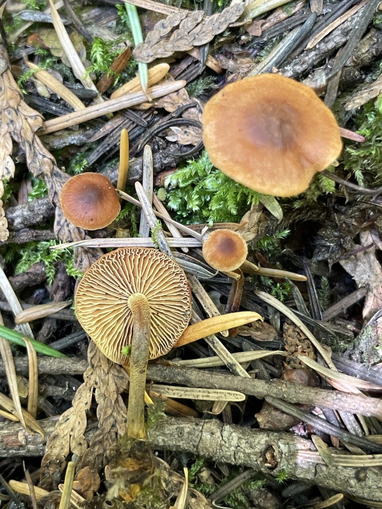 Heimiomyces fulvipes from Tinkham Rd, North Bend, WA, US on June 26 ...