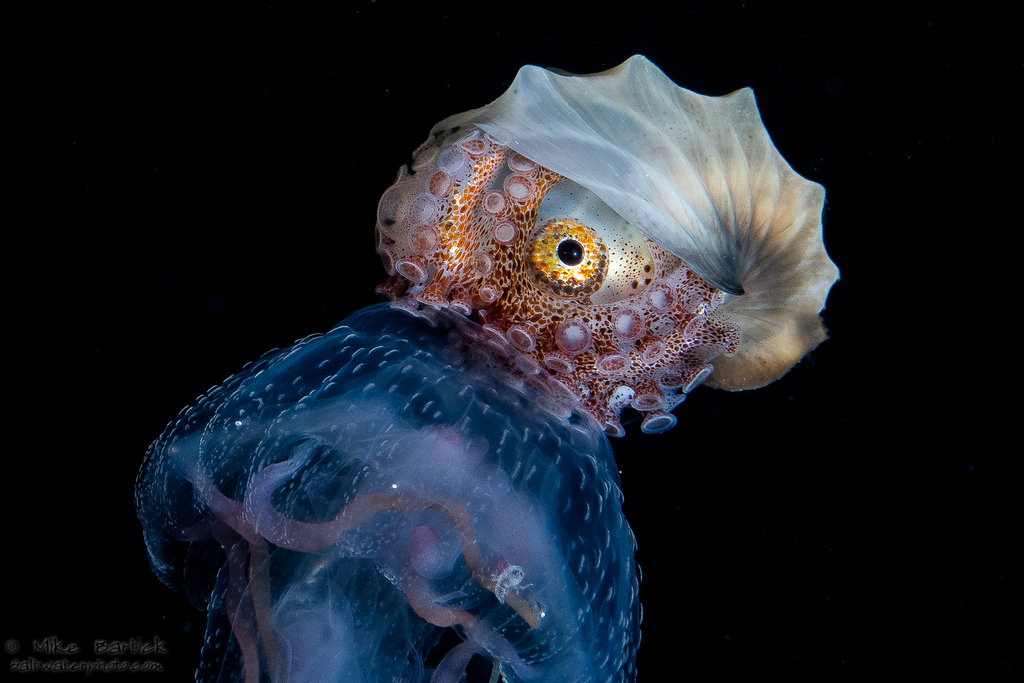 Brown Argonaut from Philippine Sea, , , on January 24, 2018 at 08:58 AM ...