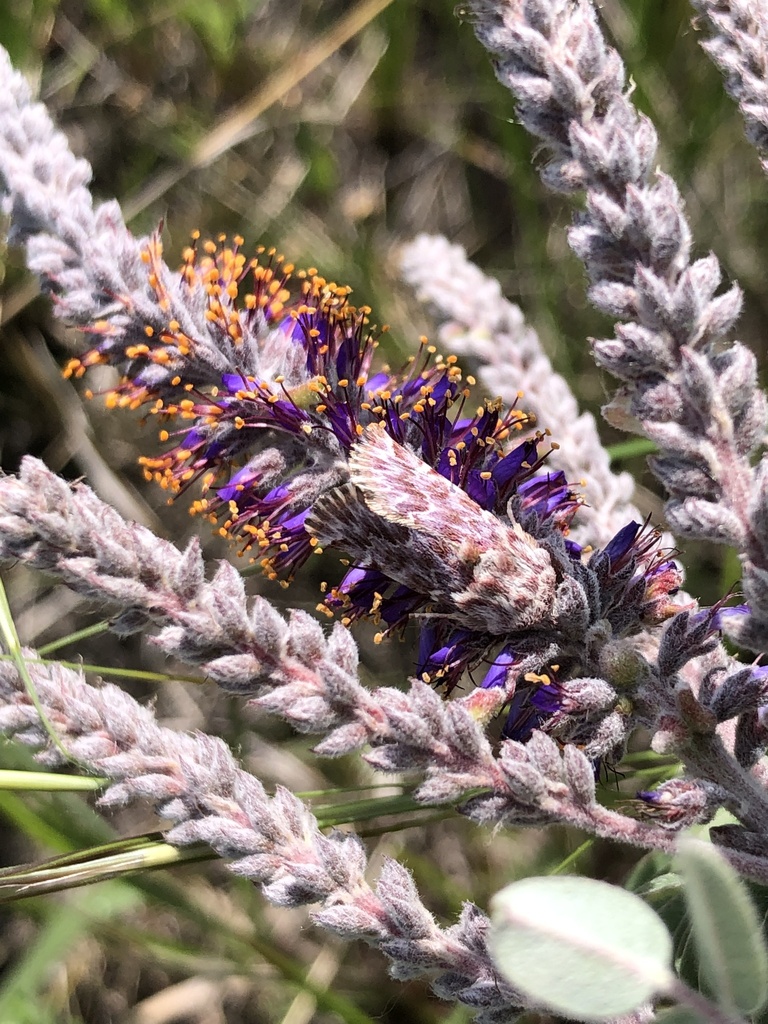 Leadplant Flower Moth in June 2023 by Boy, Sunflower · iNaturalist